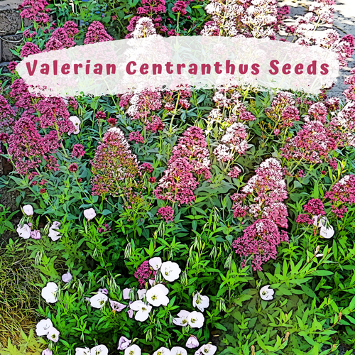 Red Valerian (Centranthus ruber) Jupiter's Beard Flower Seeds | eBay