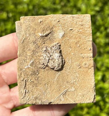 RARE Alabama Fossil Starfish in Matrix Onychaster strimplei Ophiuroid ...