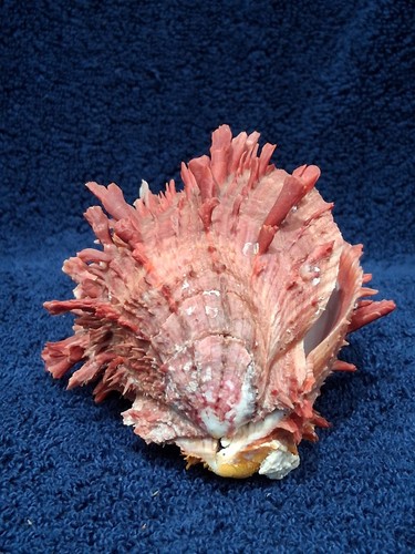 Baja Ca. , Mexico Spiny Oyster clam shell | eBay