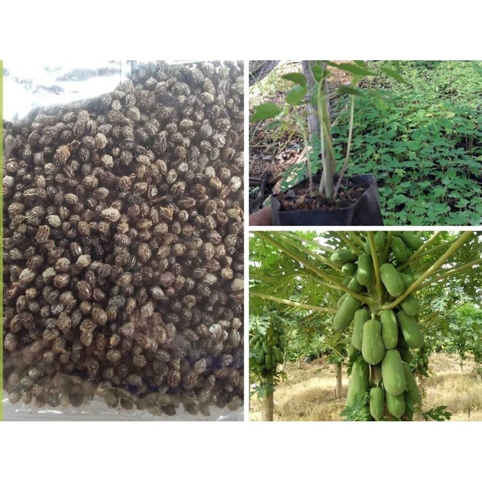 Red Lady Papaya Trees