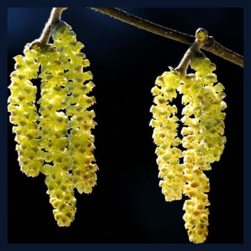 Hazel native tree hazelnut fully rooted sustainable organic bonsai ...