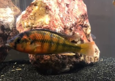 Yellow Rock Kribensis (Haplochromis sauvagei) Lake Victoria African ...