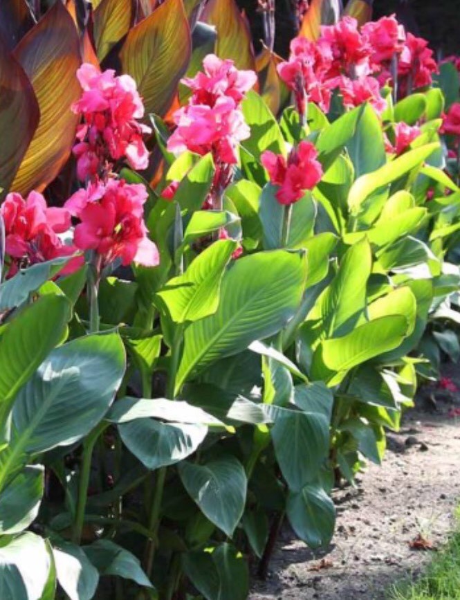 Lot Of(3)Canna lily Pink President Pink/Coral flower green foliage ...