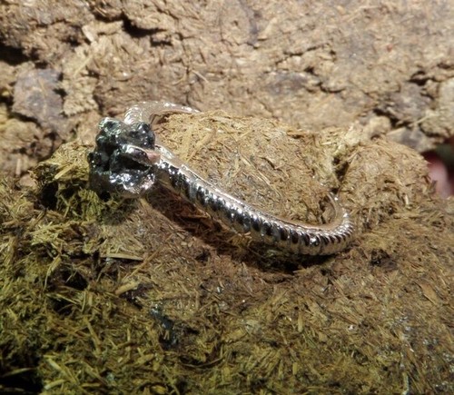0.48CT NATURAL OPAQUE BLACK ROUGH UNCUT RAW DIAMOND RING .925 SILVER ...