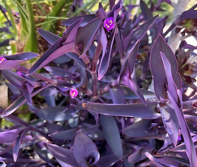5 Jew cuttings Purple Heart Wandering Tradescantia Pallida Cactus ...