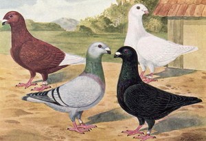 German Beauty Homers Glossy Textured Print F. Falk | eBay