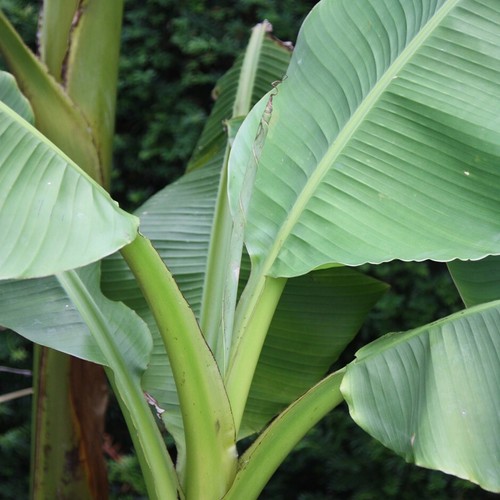 MUSA BASJOO PLUG PLANT HARDY JAPANESE BANANA RHS AGM ARCHITECTURAL ...