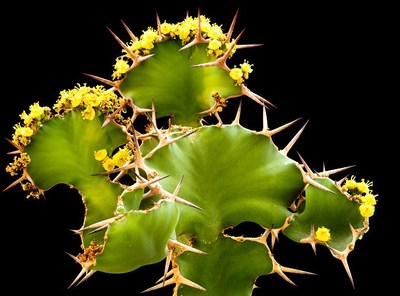 Euphorbia Grandicornis, Cow’s Horn Cactus exotic succulent Spiky seed 5 ...
