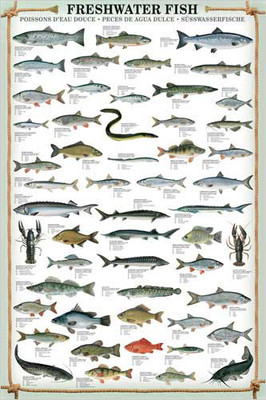 FRESHWATER FISH 53 Species Sportsfisherman Fly Fishing Wall Chart 24x36 ...