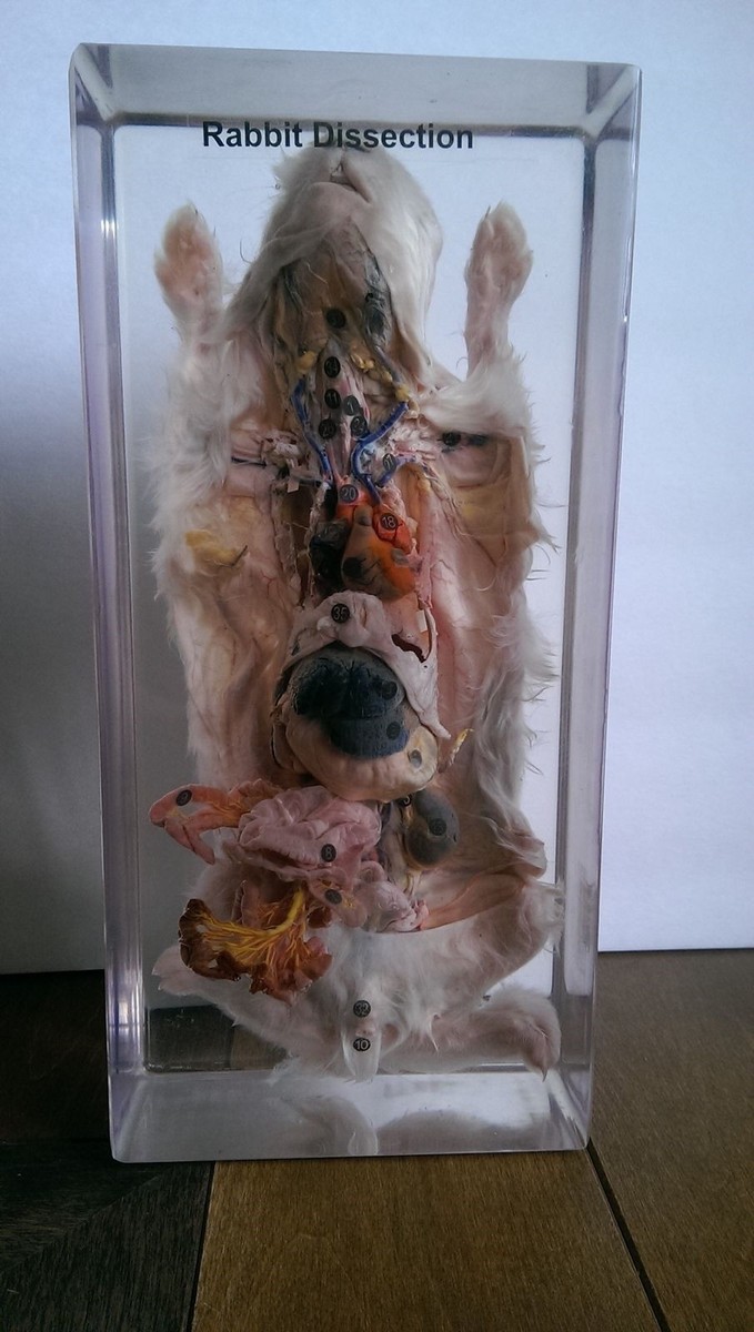 Drawing Of The Dissection Of A Female Rabbit Fish