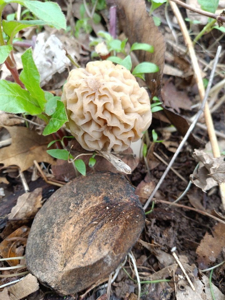 🍄 Morel Spore kit All Orders are Prepared Fresh 🍄 Guarantee Free ...