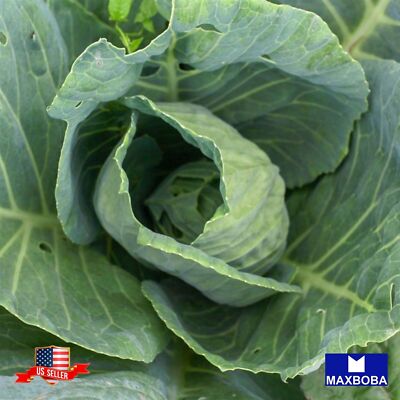 Collards Fresh Seeds - Morris Heading Non-GMO Heirloom Vegetable | eBay