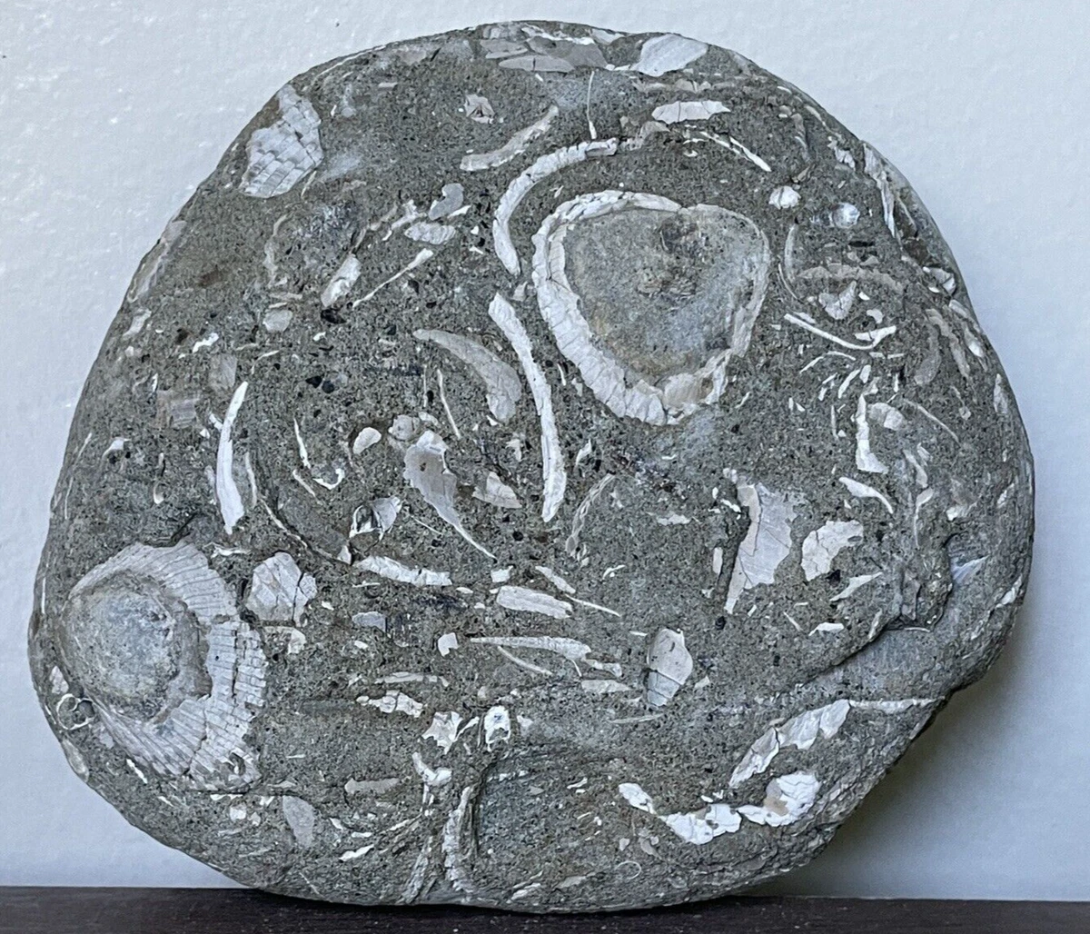 Shell Fossils In Rocks