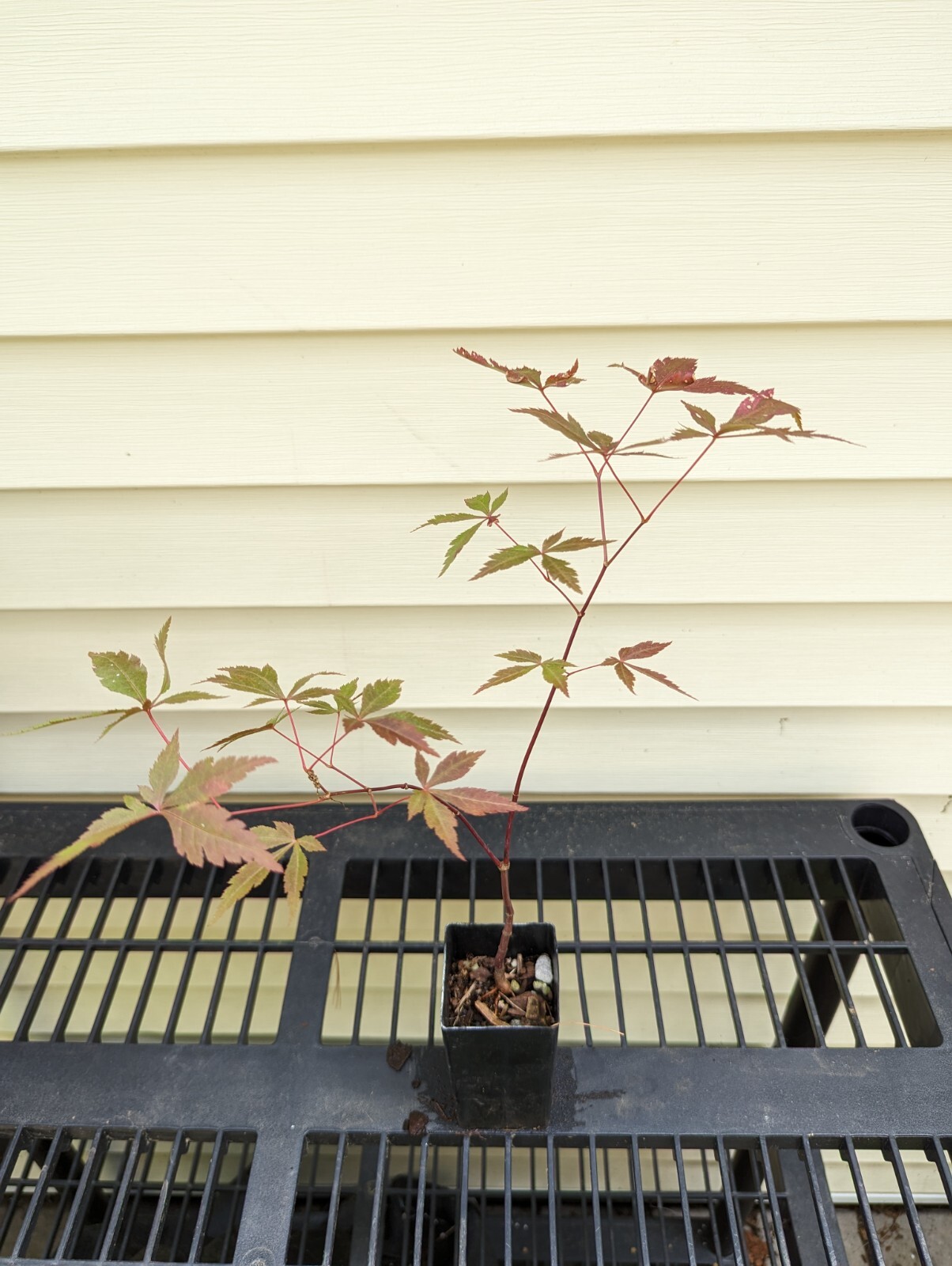 Red Leaf Japanese Maple Seedling - Acer palmatum var. atropurpureum | eBay