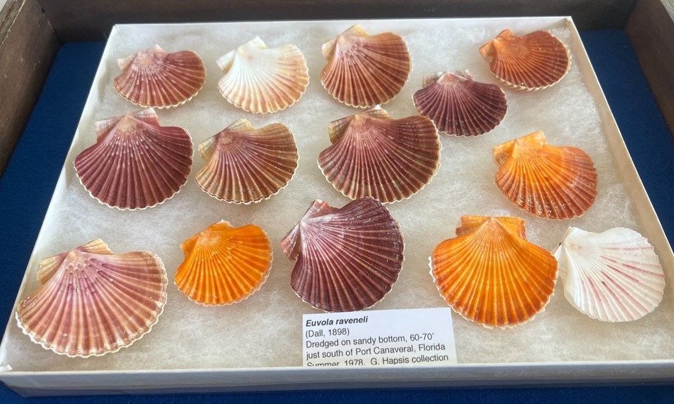 OUTSTANDING collection - 14 selected Pecten Euvola raveneli - Florida ...