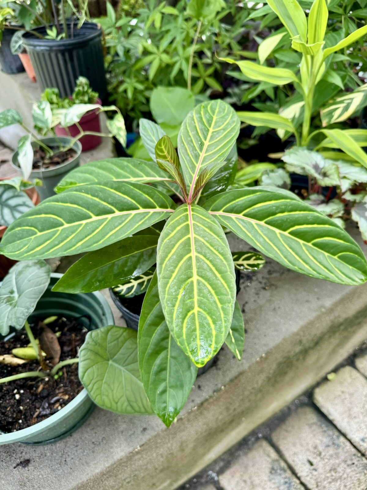 Sanchezia Plant | eBay