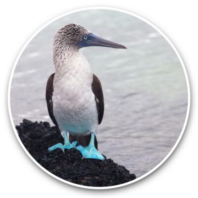2 x Vinyl Stickers 7.5cm - Blue Footed Booby Bird Galapagos Islands ...