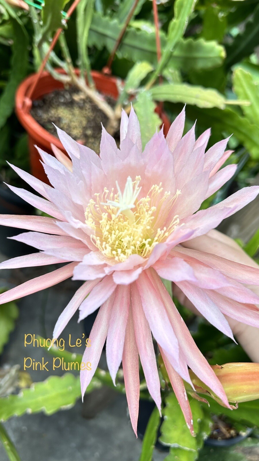 Epiphyllum Orchid Cactus “Pink Plumes ” 8inch Cutting Stem, Unrooted ...