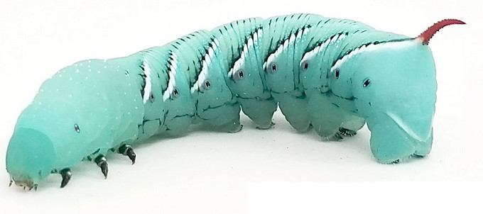 Tobacco Hornworm