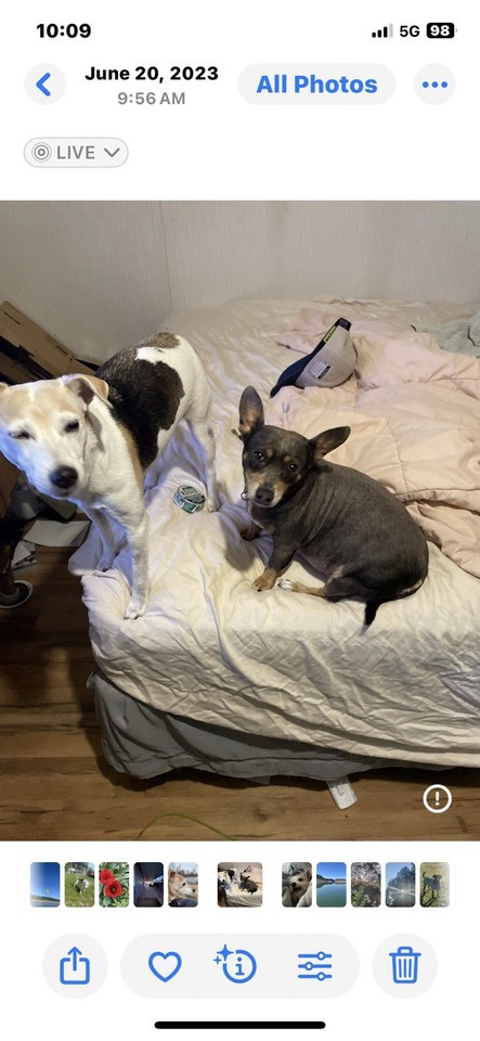 Sponsor A Dog🙏🇺🇸☯️(I Rescue Dogs) | eBay