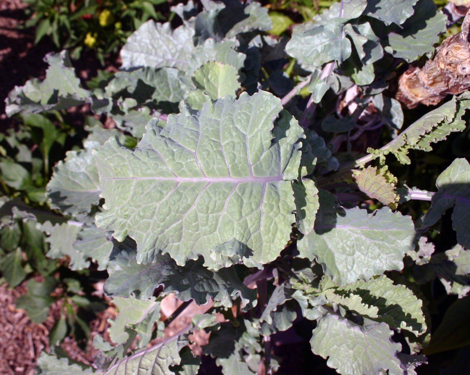 Purple Tree Collard Seeds - 15/50/100 seeds - Organic Kale Collards ...