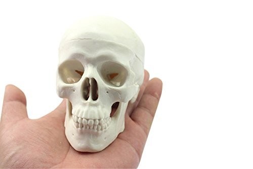Mini Human Medical Anatomical Head Bone Skull Bone Model Educational ...