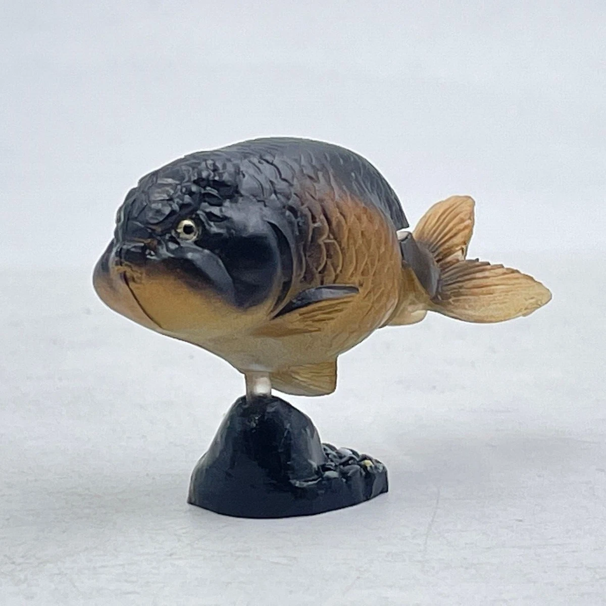 Black Ranchu Goldfish
