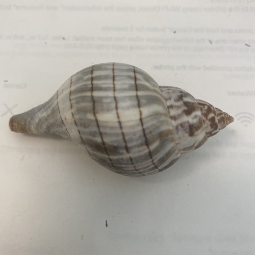 Florida banded tulip shell 69mm Found On Sanibel Island Beautiful Color ...