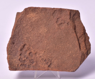 HORODYSKIA Mesoproterozoic 1.4 B.Y.O, AUSTRALIAN FOSSIL F397 | eBay