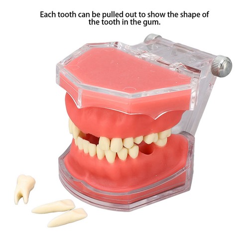 Gingiva Model Removable Teeth Soft Oral Demonstrating Dental Practice ...