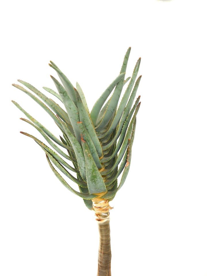 Aloe dichotoma | Quiver Tree | Kokerboom | SEEDS - Quiver Tree Seeds ...
