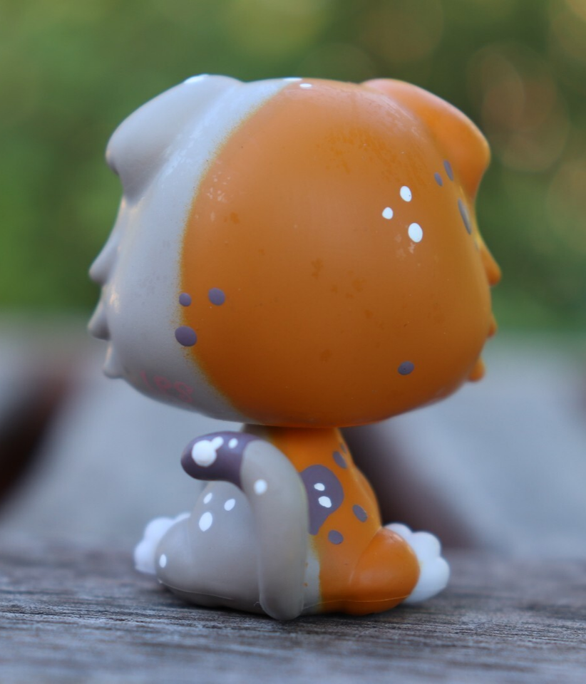 Littlest Pet Shop/ LPS, Calico Scottish Fold Cat, OOAK Custom, Hand ...