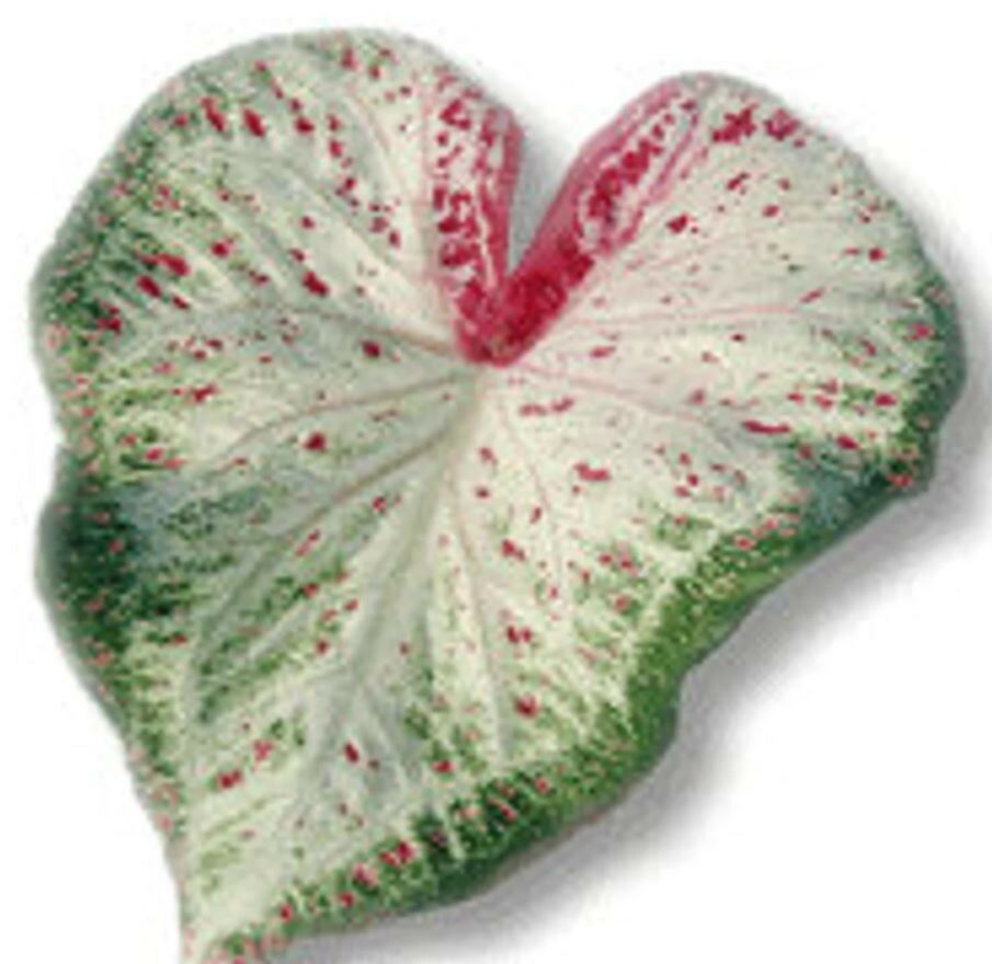 (2) Caladium Peppermint Bulb #2 | eBay