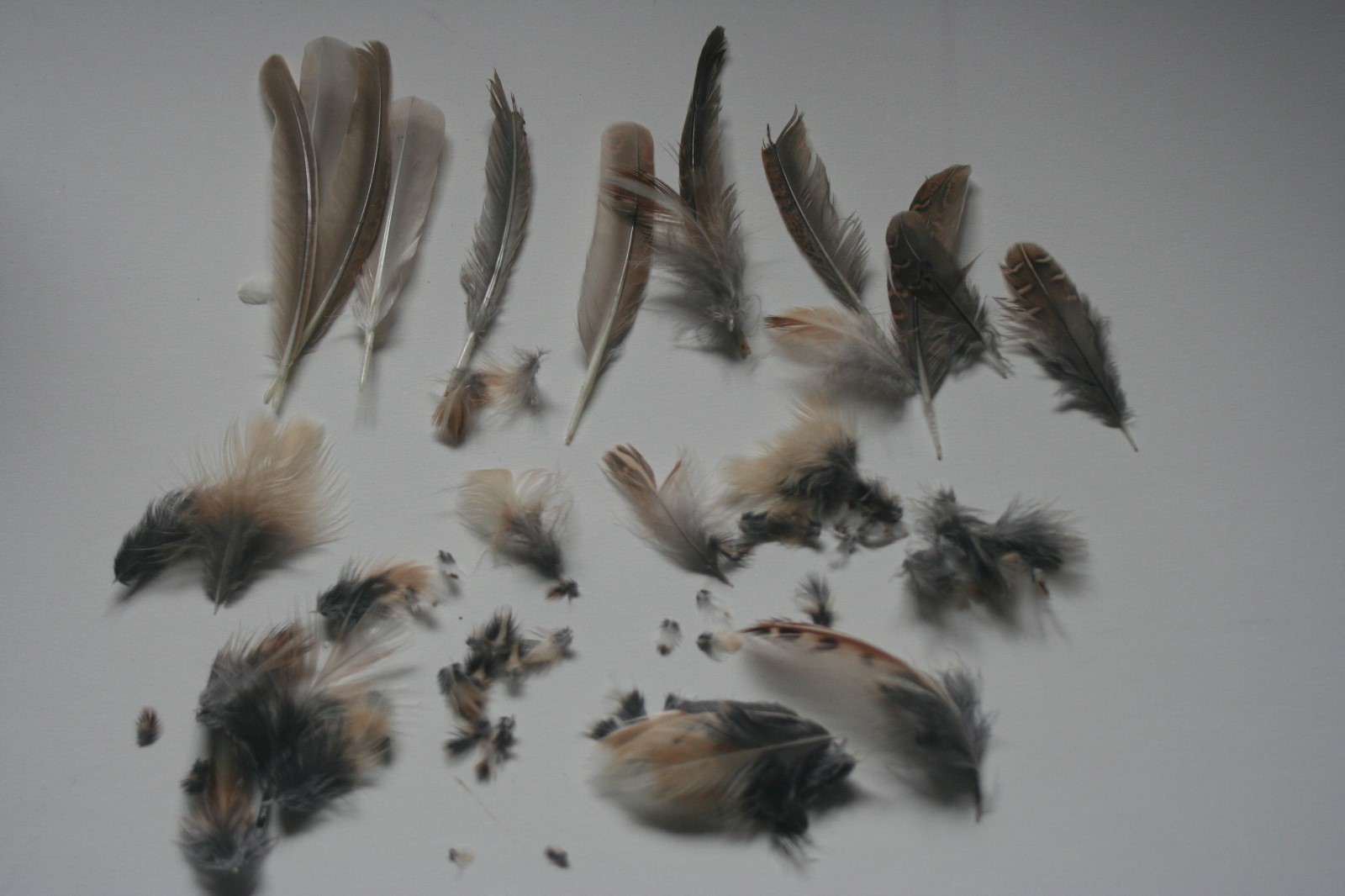 20 + MIXED SMALL QUAIL FEATHERS CRAFTS FLY TYING ETC | eBay