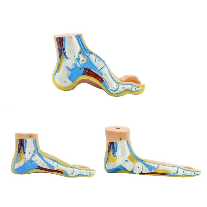 Normal Flat Arched Foot Anatomy Model for Teaching | eBay