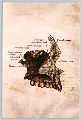 Postcard Anatomy Human Maxilla Bone Medical Biology Science ...
