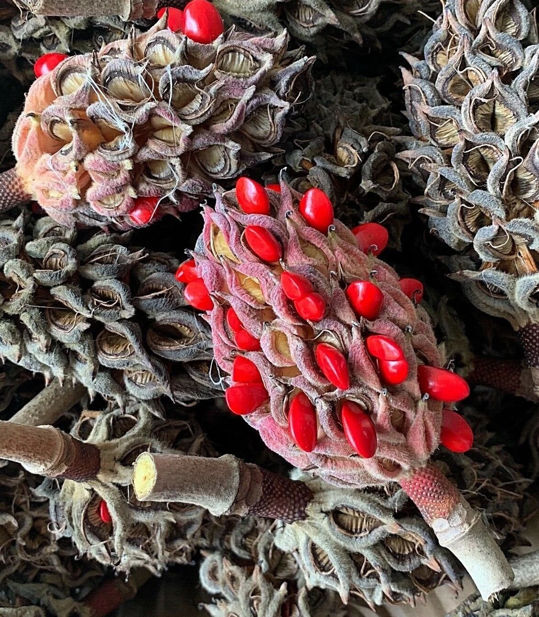 Southern Magnolia Seed