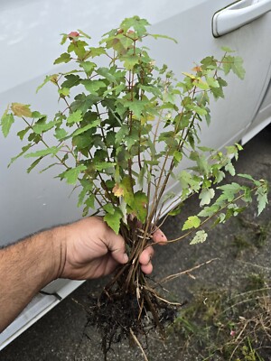 12 Florida Red Maple Trees 8" To 15" Live Plant Seedlings ACER RUBRUM ...