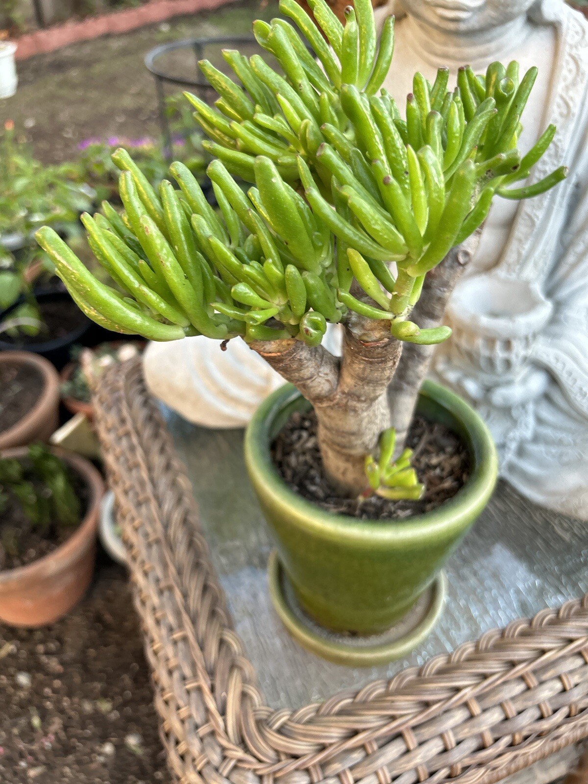 Crassula Ovata Gollum Jade Hobbit Plant Art Plant Bonsai Hobbit Plant ...
