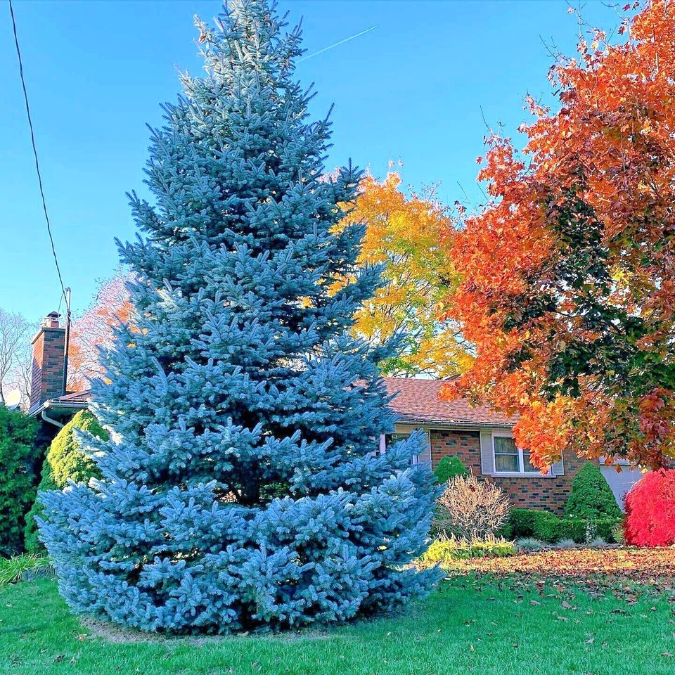 COLORADO BLUE SPRUCE TREE SEEDS (Picea pungens) "Glauca" Cold Hardy ...