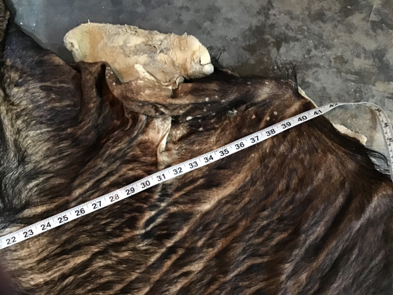 Cape buffalo African hide cape tanned taxidermy mount | eBay