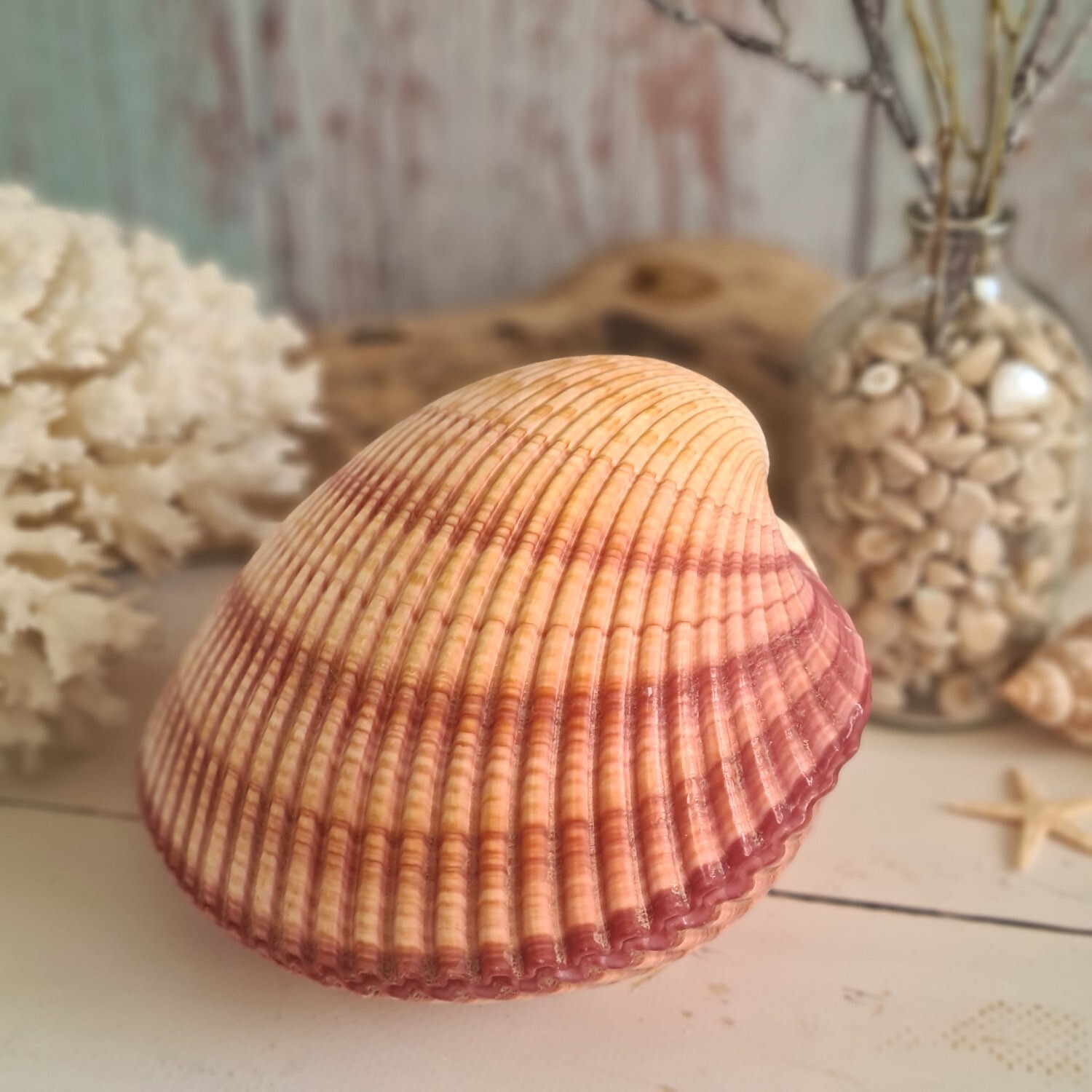 Giant Heart Clam Seashell Rarely Available Cardium Pseudolima Love ...