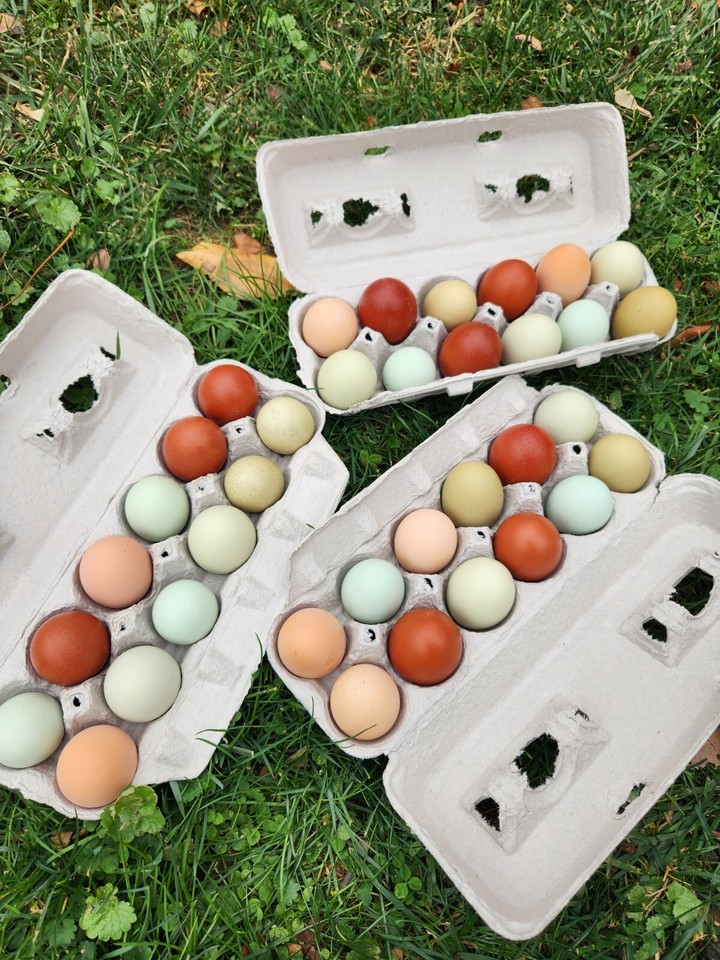 Easter Egger DOZEN HATCHING EGGS Pink, Blue, Green, Olive, Moss, Chocolate Etc | eBay