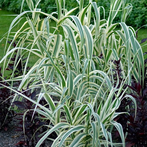 Arundo Ely Variegated Compact Giant Reed Ornamental Outdoor Grass Plant ...