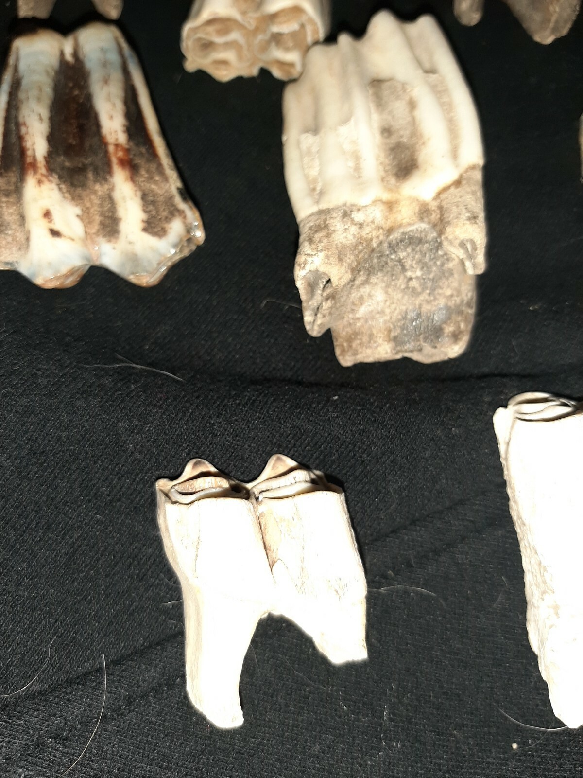 FOSSIL BISON TEETH SET. SOME VERY RARE .SOME OVER 3"LONG | eBay