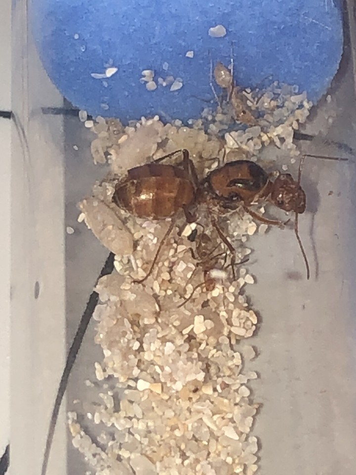 myrmecocystus wheeleri Colony Ant Queen Insect Reptile Feeders | eBay