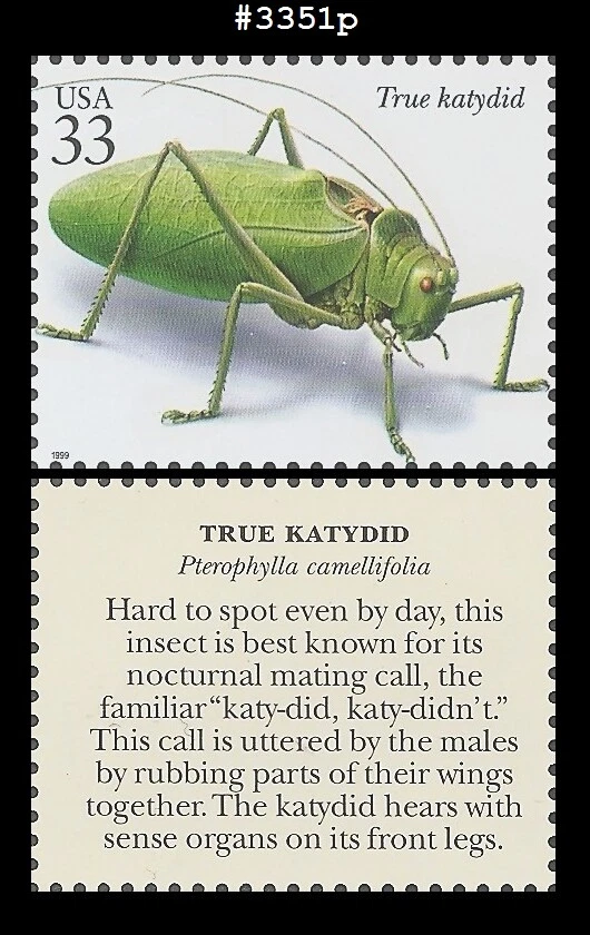 Parts Of A Katydid
