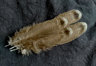 Fly tying / Native crafts / art - Grey Peacock-Pheasant hen wing covert ...