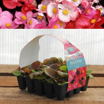 Plug Plants Begonia Devils Delight Mix - 20 Per Tray - Summer Flowering ...
