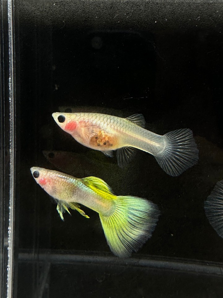 1 TRIO LIVE GUPPY FISH GLASS BELLY PINKU USA SELLER - 1 MALE 2 FEMALE ...